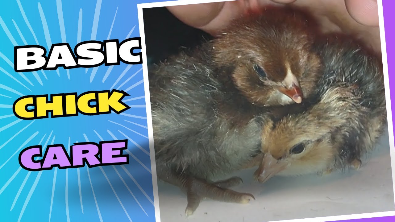 How we raise chicks...Basic chick care. - YouTube