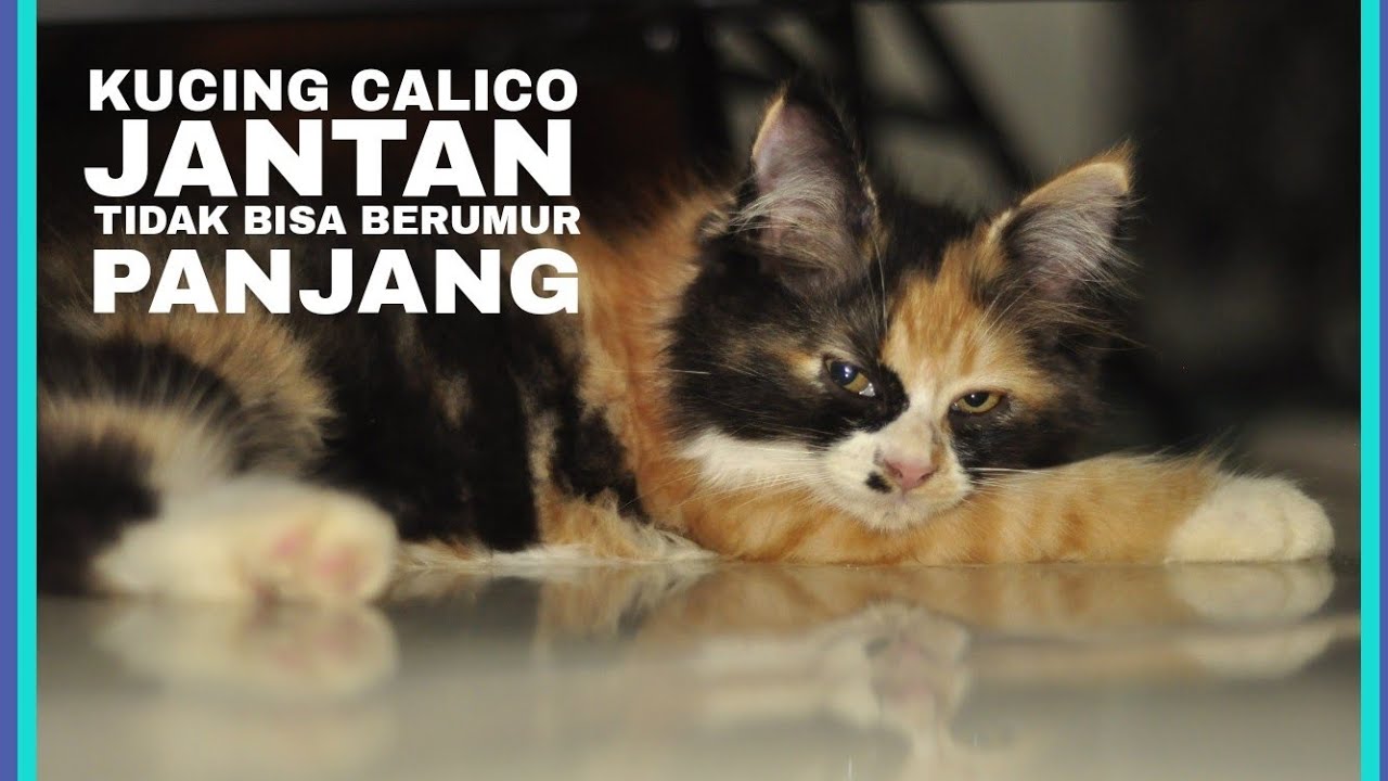 FAKTA UNIK KUCING KEMBANG TELON (CALICO) ⁉️ - YouTube