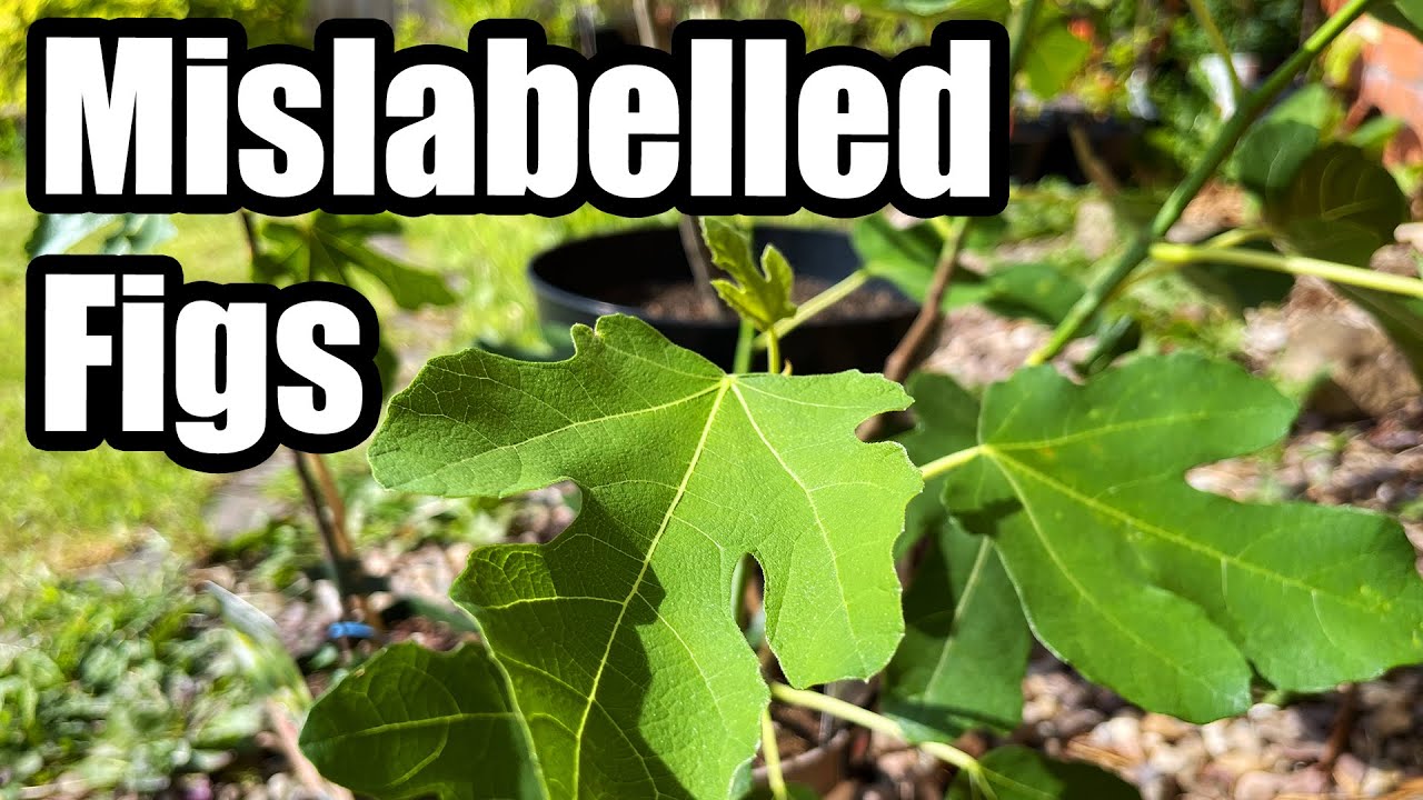 Brown Turkey Fig Tree Comparison Between 3 Different Plants - YouTube