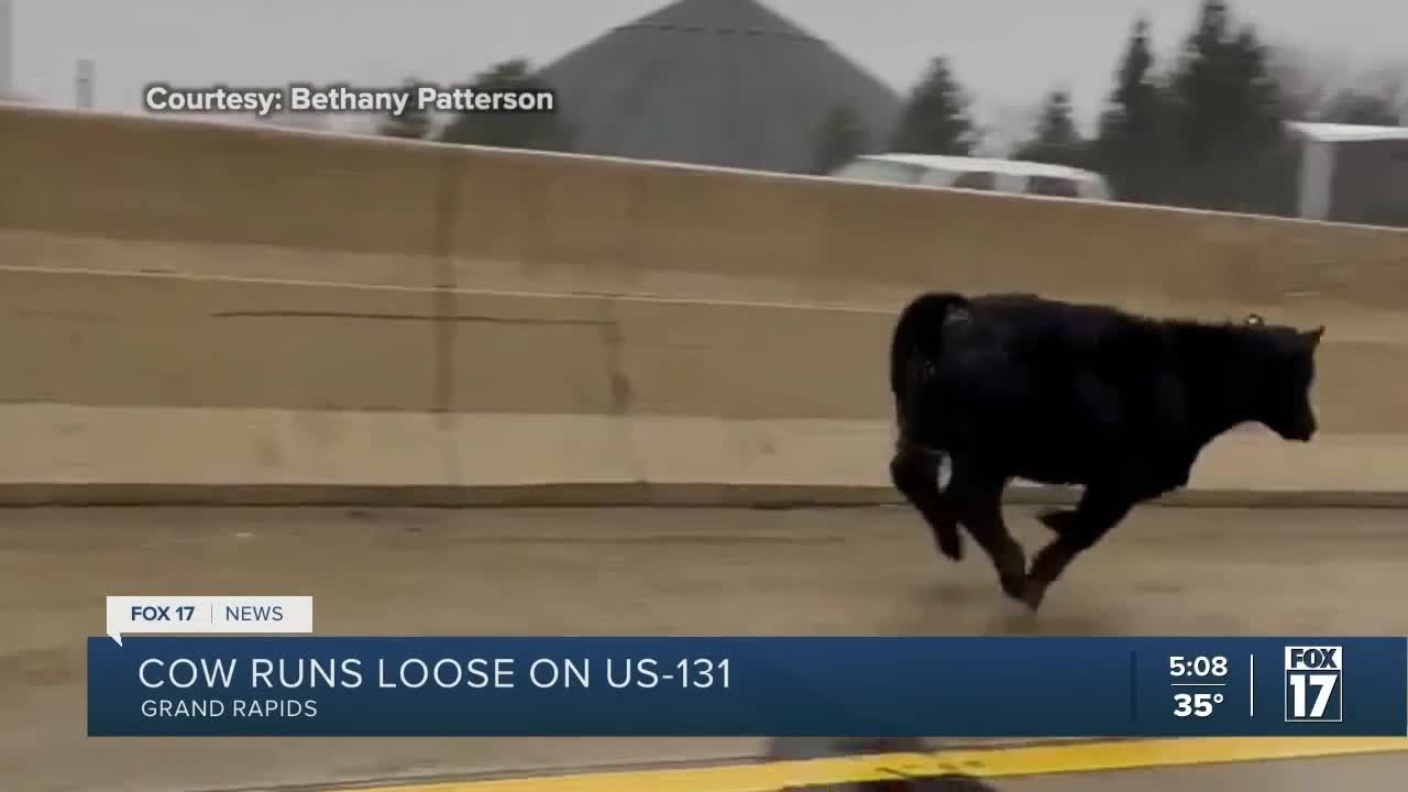Cow runs loose on US-131 - YouTube