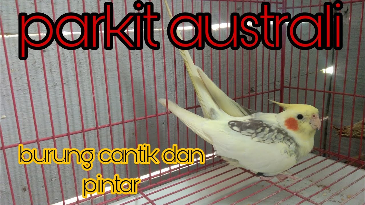 falk australia - YouTube