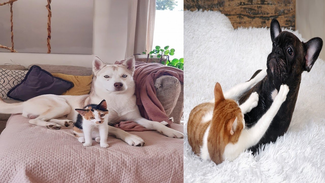 Cats vs Dogs Fights - Angry Cats vs Dogs Funny Compilation 2023 | Cat ...