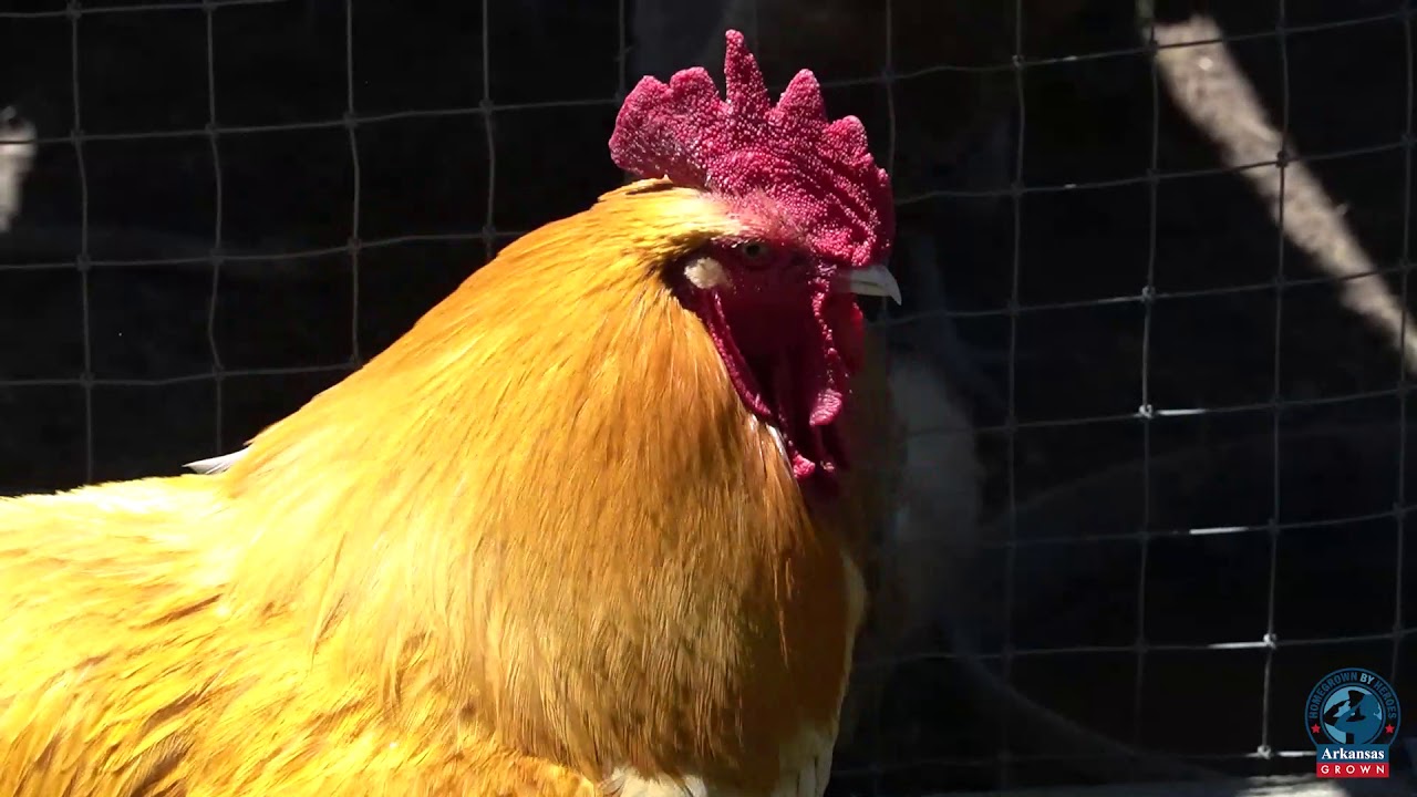 Arkansas Grown and Made: Olles Farm; Bigelow, AR - YouTube
