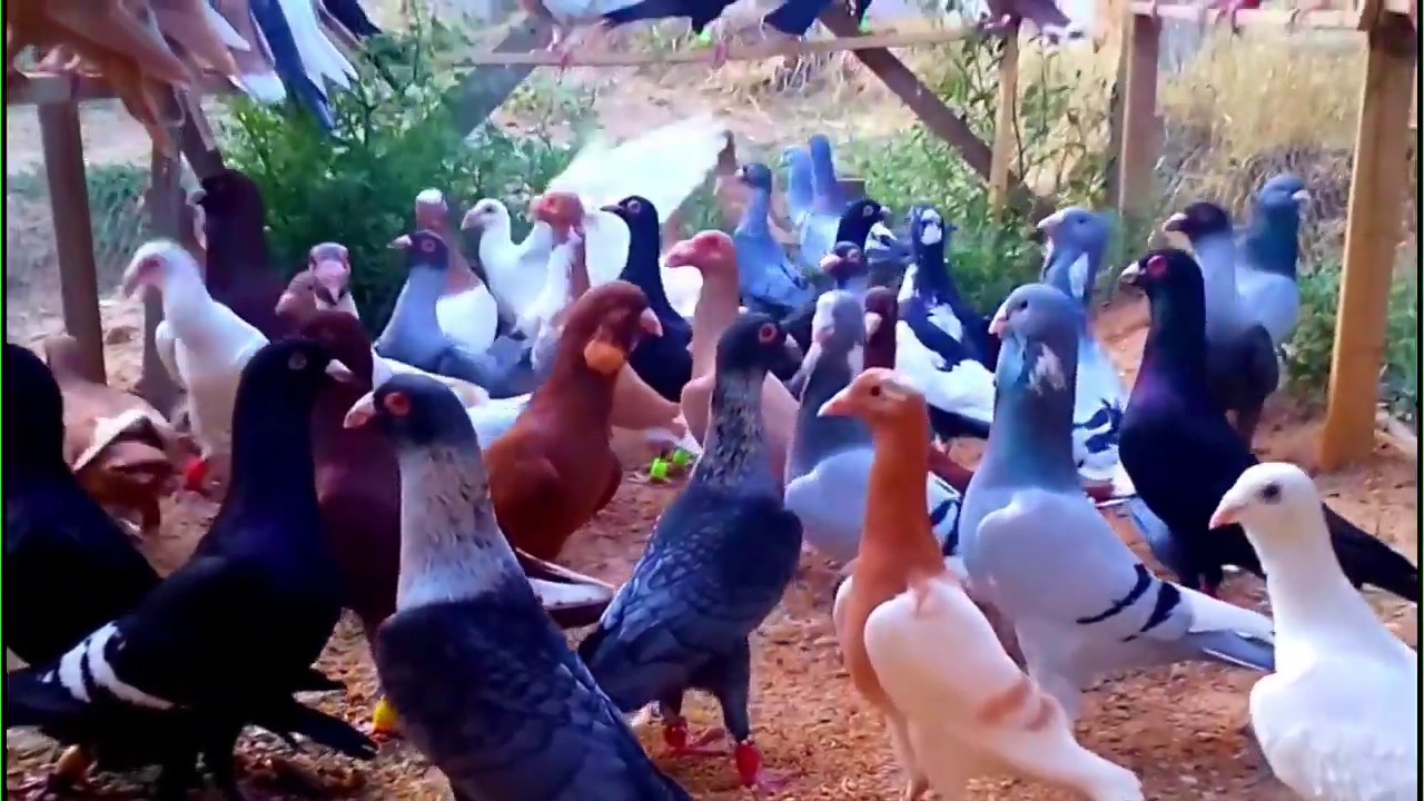 Most Beautiful Amazing Unique Exotic Pigeons Farm in The World ...