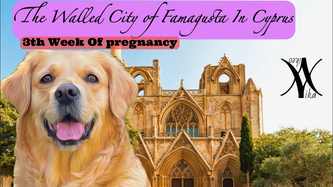 Student dog owner :The third week of my dog's pregnancy - YouTube