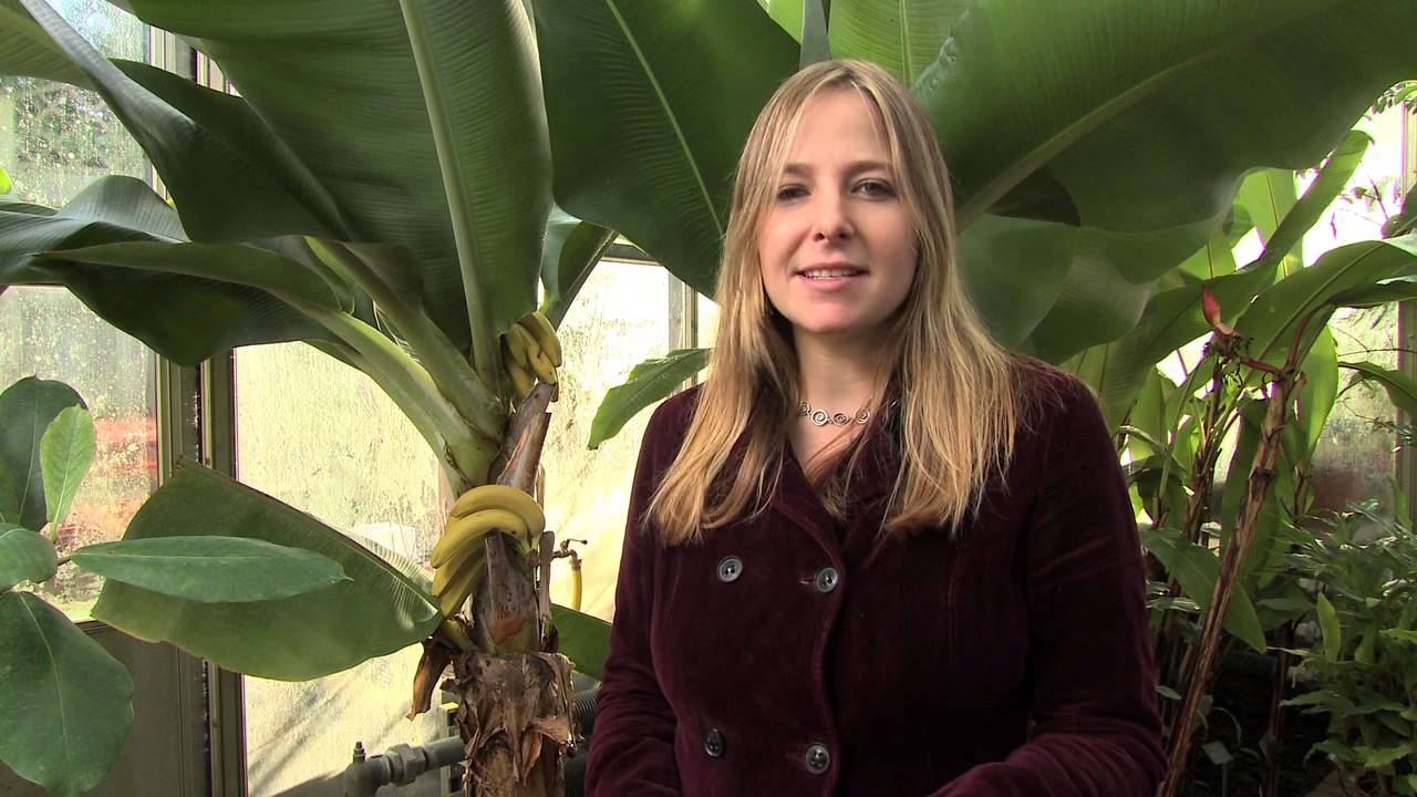 Food Dudes With Alice Roberts - YouTube