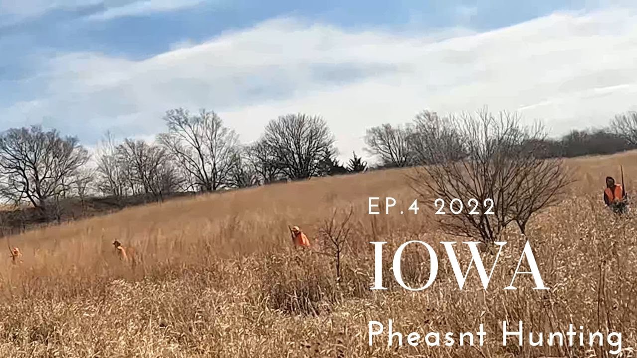 Iowa Pheasant Hunting Ep.4 2022 - YouTube