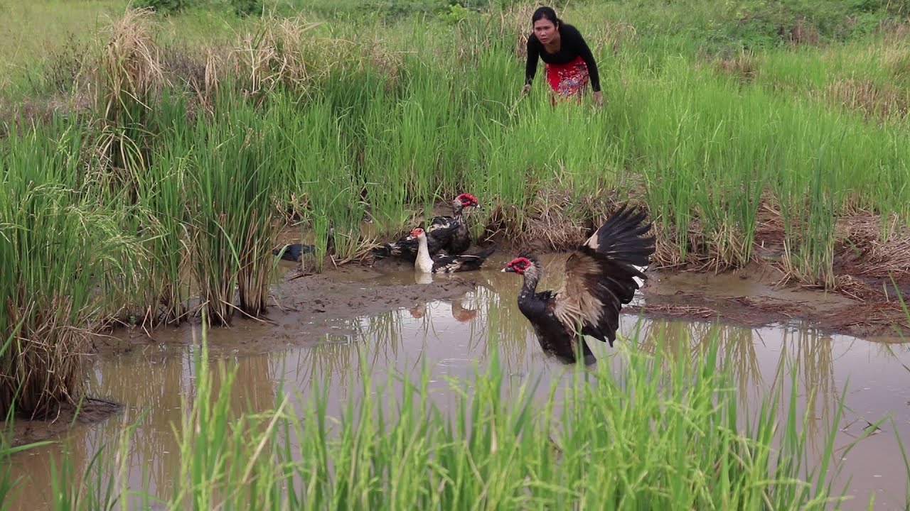 Search Crabs Meet Found Wild duck catch Wild duck 5 # 162 - YouTube