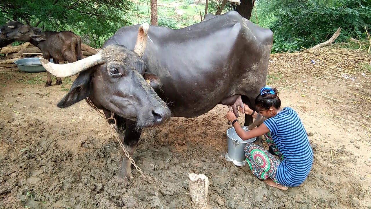 Girl buffalo milking full video// part 1//New buffalo milk video - YouTube