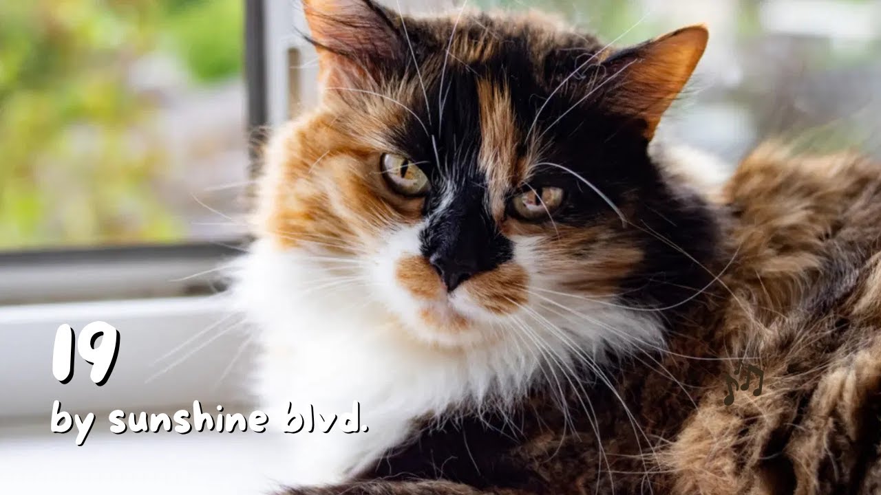19 by Sunshine Blvd. | Chill Music Playlist 🐈 1 Hour Loop 🐈 - YouTube