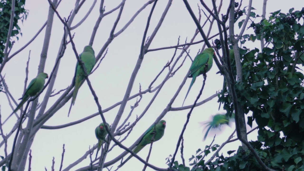 Parrots in Rome - YouTube