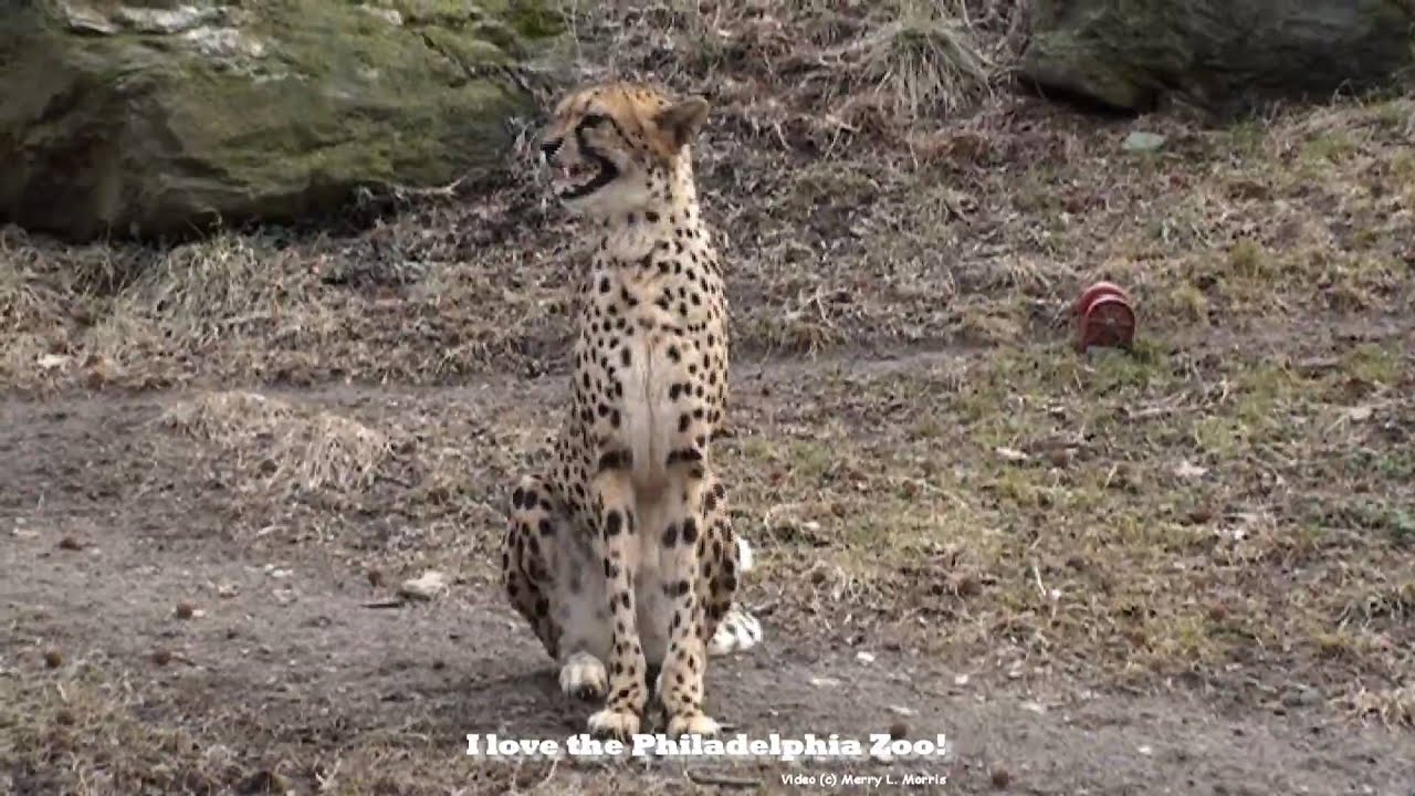 Philadelphia Zoo Cheetah Sitting and Chirping - YouTube