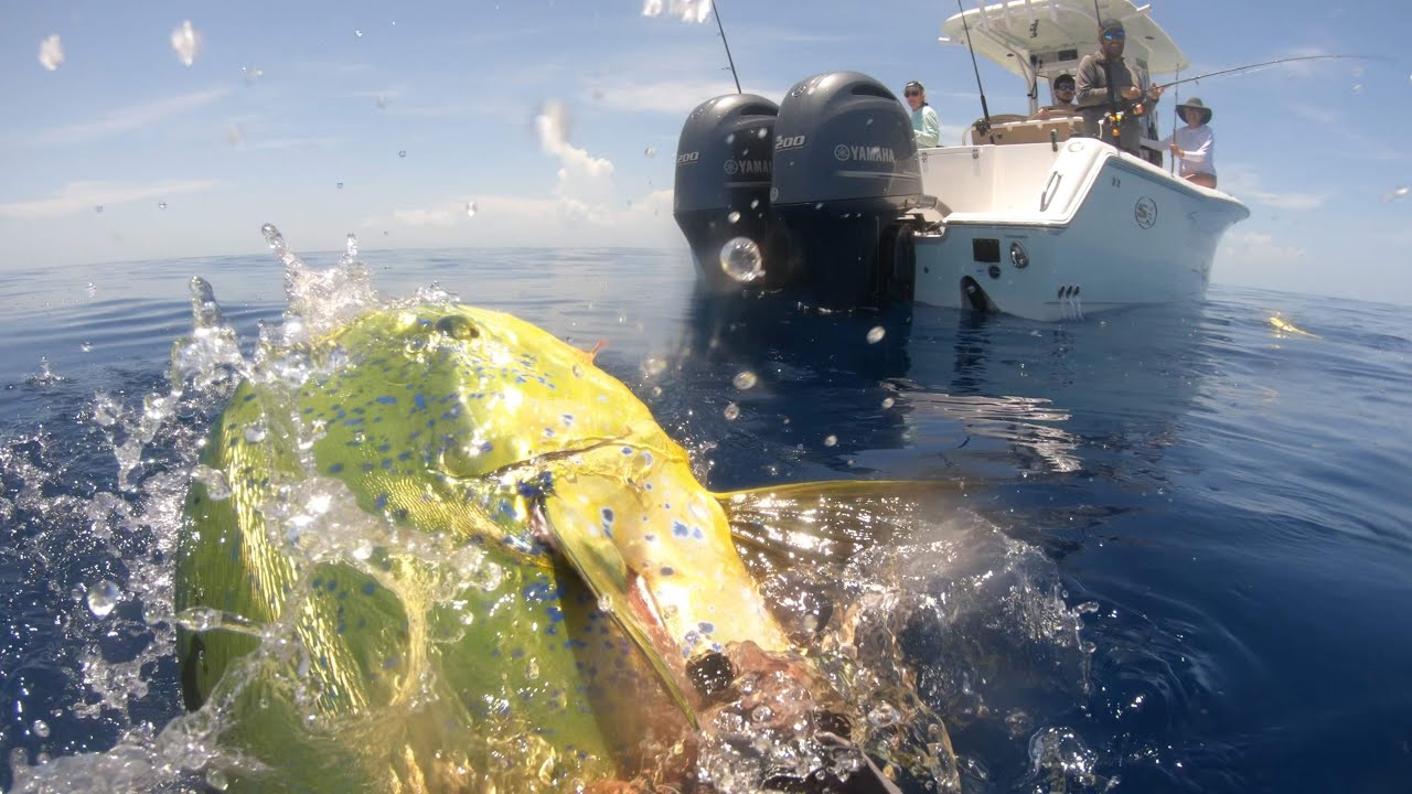 Key Largo Offshore PB 25# Mahi - When it won't take the bait, give it ...