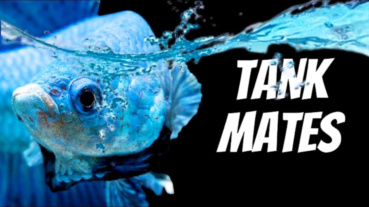 Top 15 Tank Mates For Bettas - YouTube