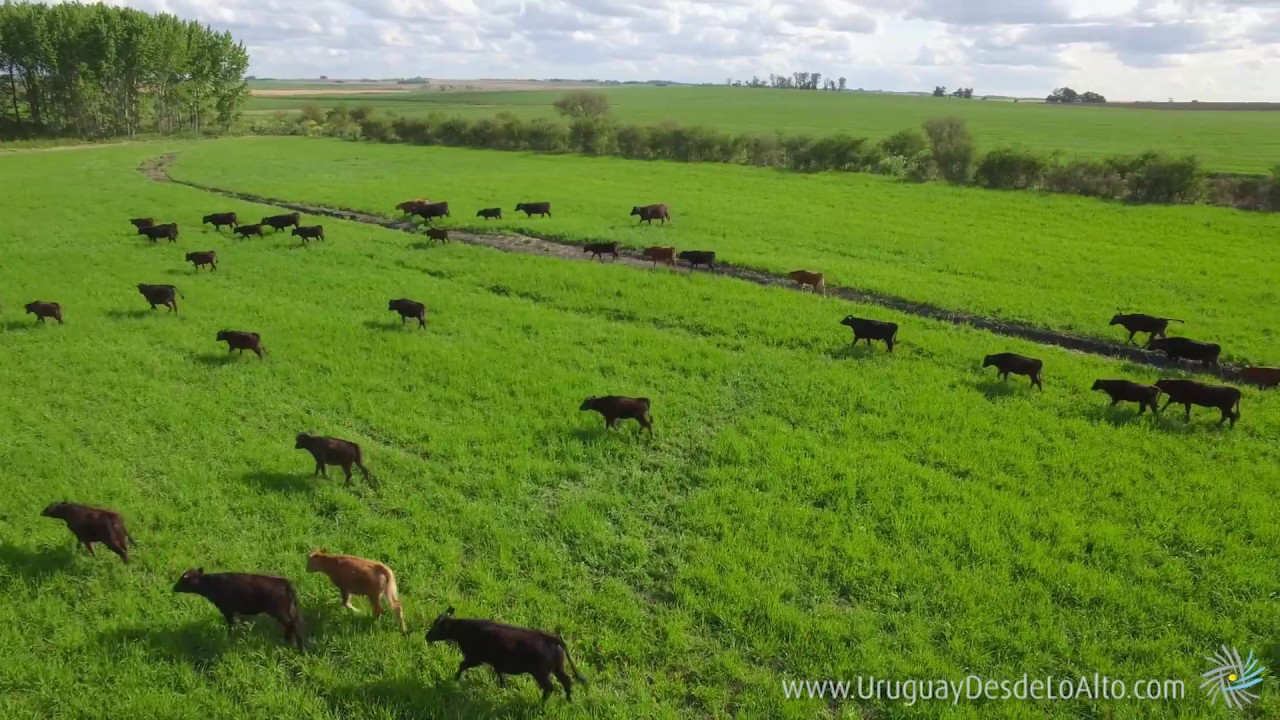 Video aéreo de ganado en campos verdes uruguayos, Uruguay desde lo Alto ...