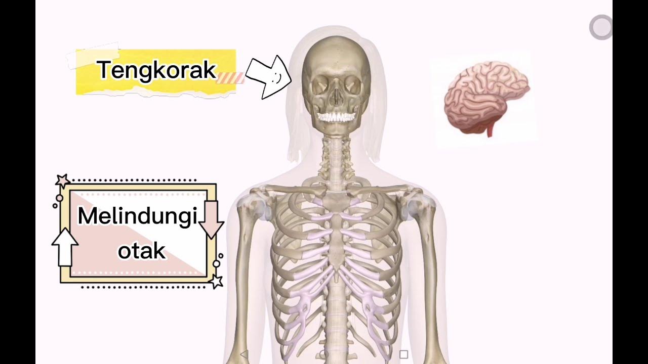 Sains Tahun 5 | Sistem Rangka Manusia | - YouTube