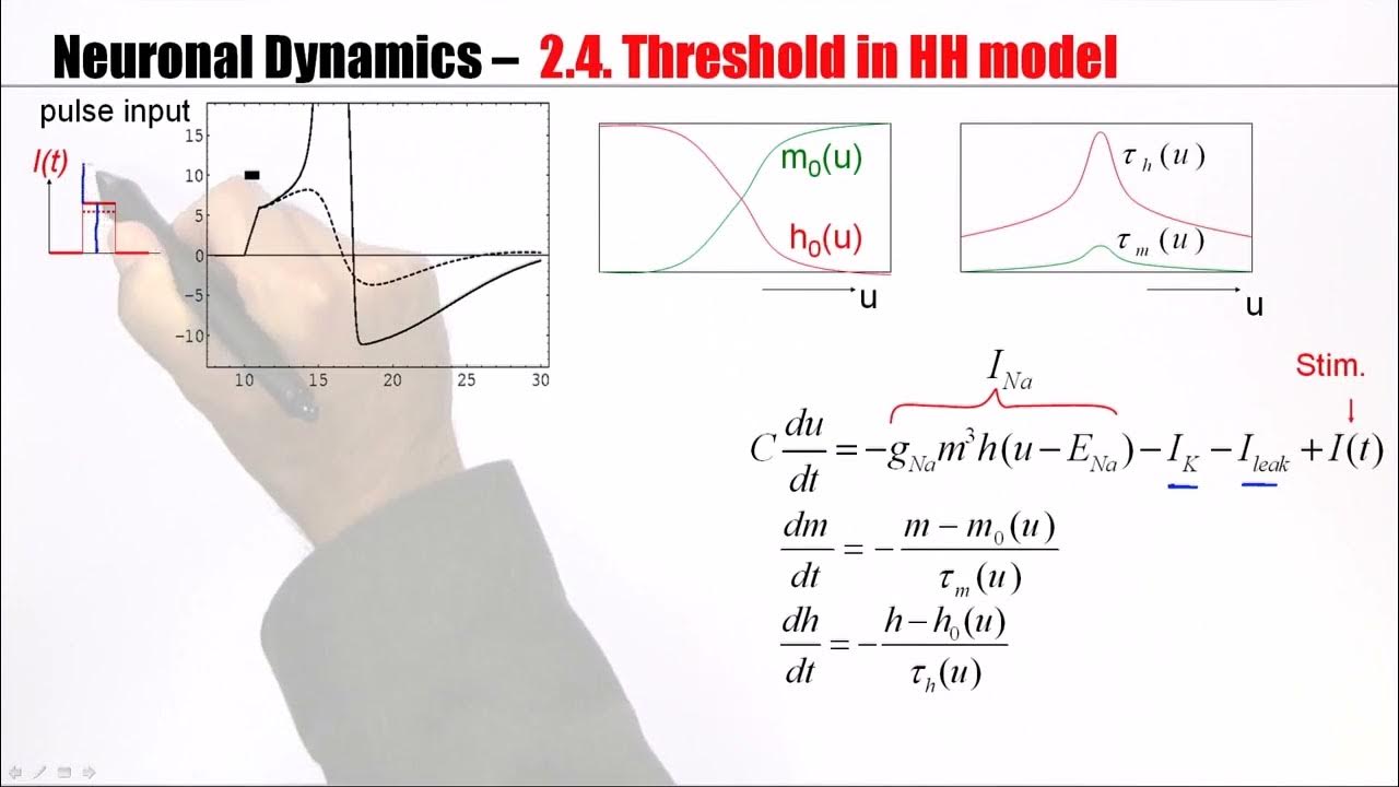 CNS2.4 - Threshold in the Hodgkin Huxley Model - YouTube