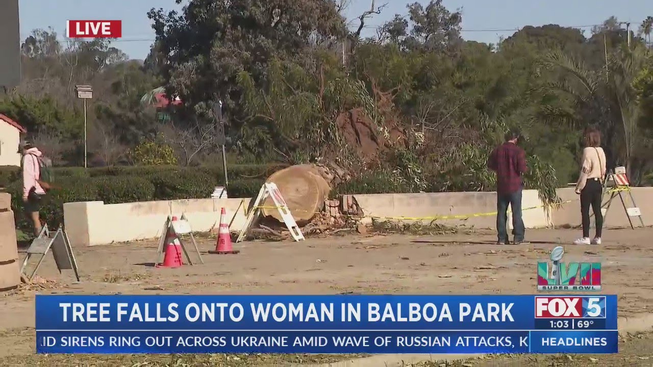 Tree Falls Onto Woman In Balboa Park - YouTube