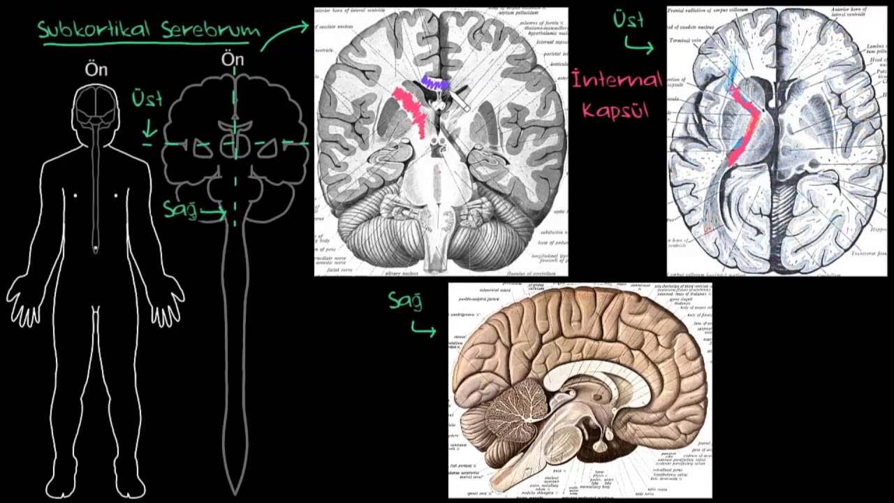 Subkortikal Serebrum (Psikoloji / Davranış) - YouTube