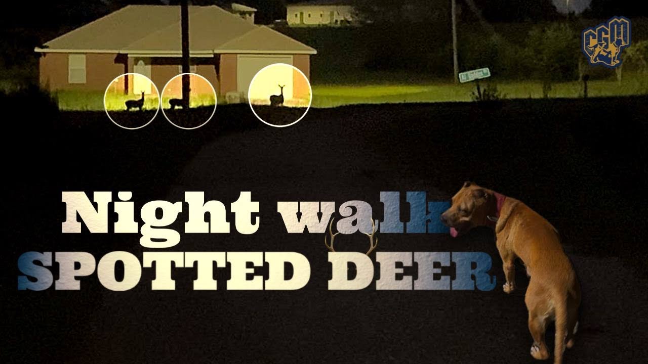 CG Megiddo Night Walk Cayenne #pitbull #Sorrells - YouTube