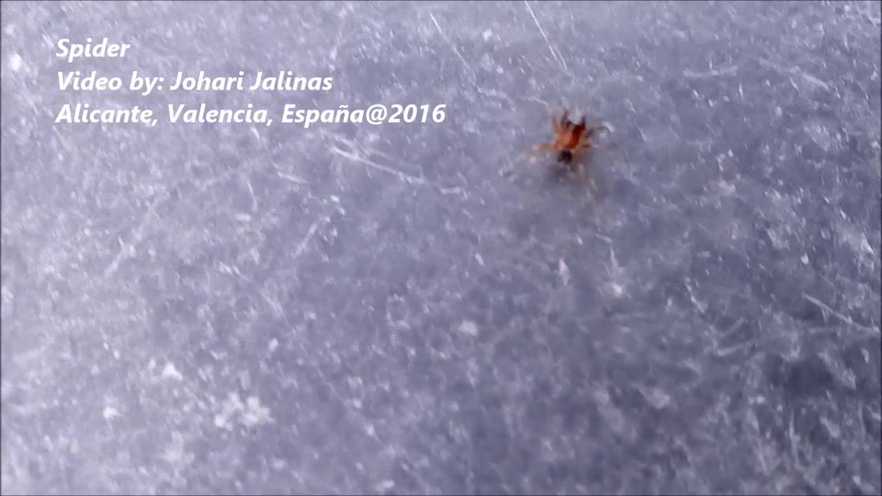 Spider movements v1 - YouTube