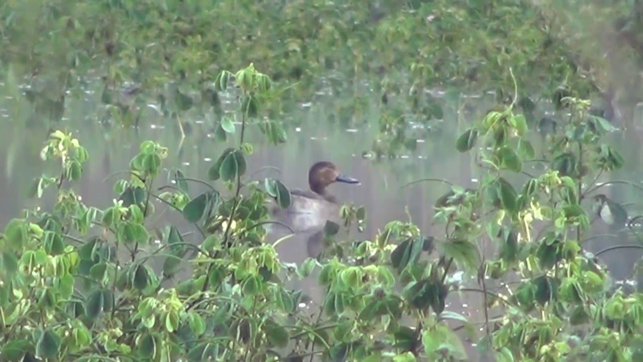 Duck hunting in Georgia - YouTube
