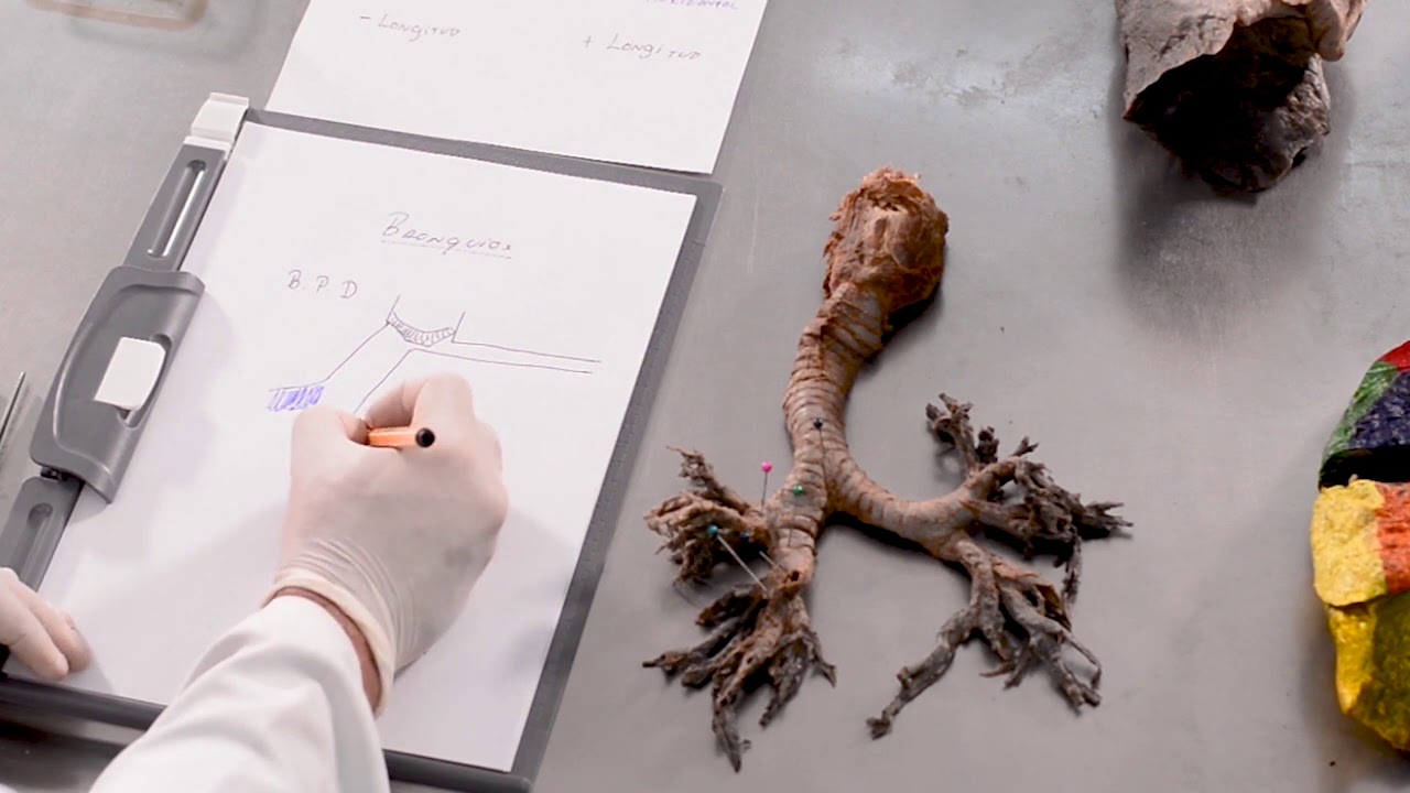 3 Sist Respiratorio Bronquios loburares - YouTube