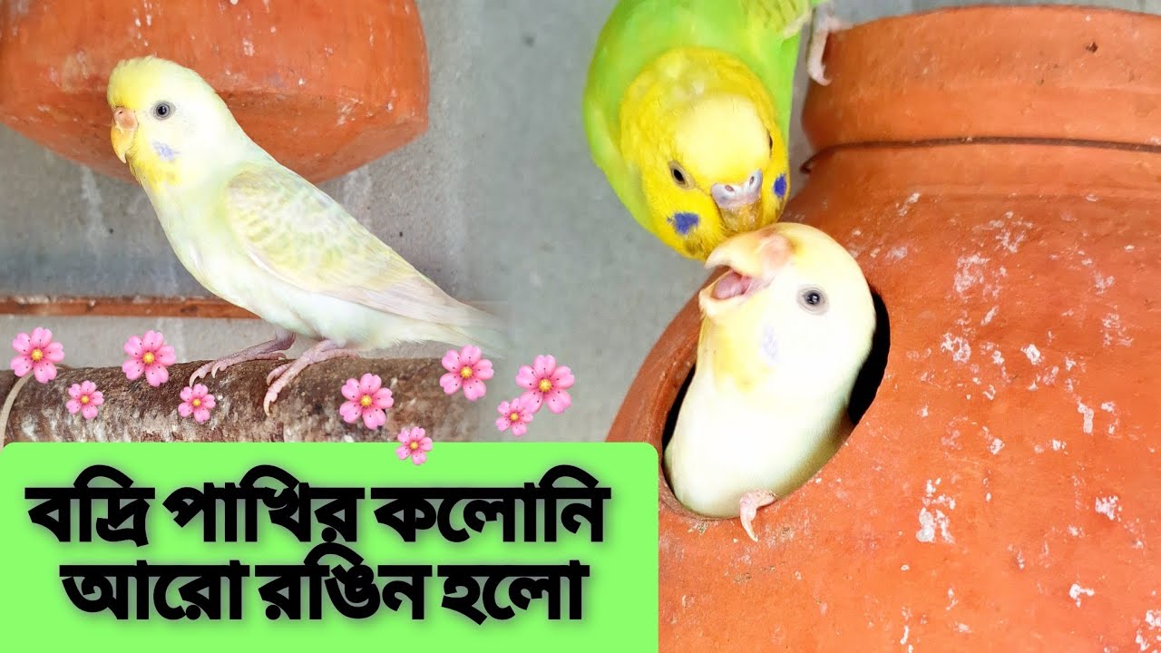 বদ্রি পাখির কলোনি আরো রঙিন হলো 🐦 || Badri bird colony became more ...