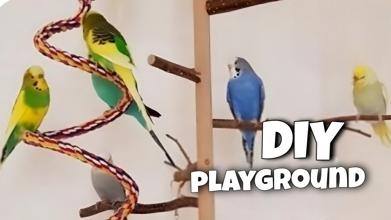 Budgie Tree Stand | DIY - YouTube
