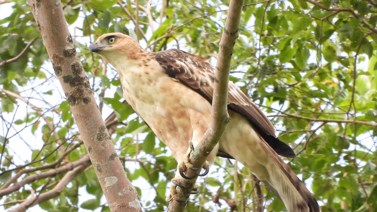 North Philippine Hawk Eagle (Immature) | Nikon P1000 | Bird mode | 4k - YouTube