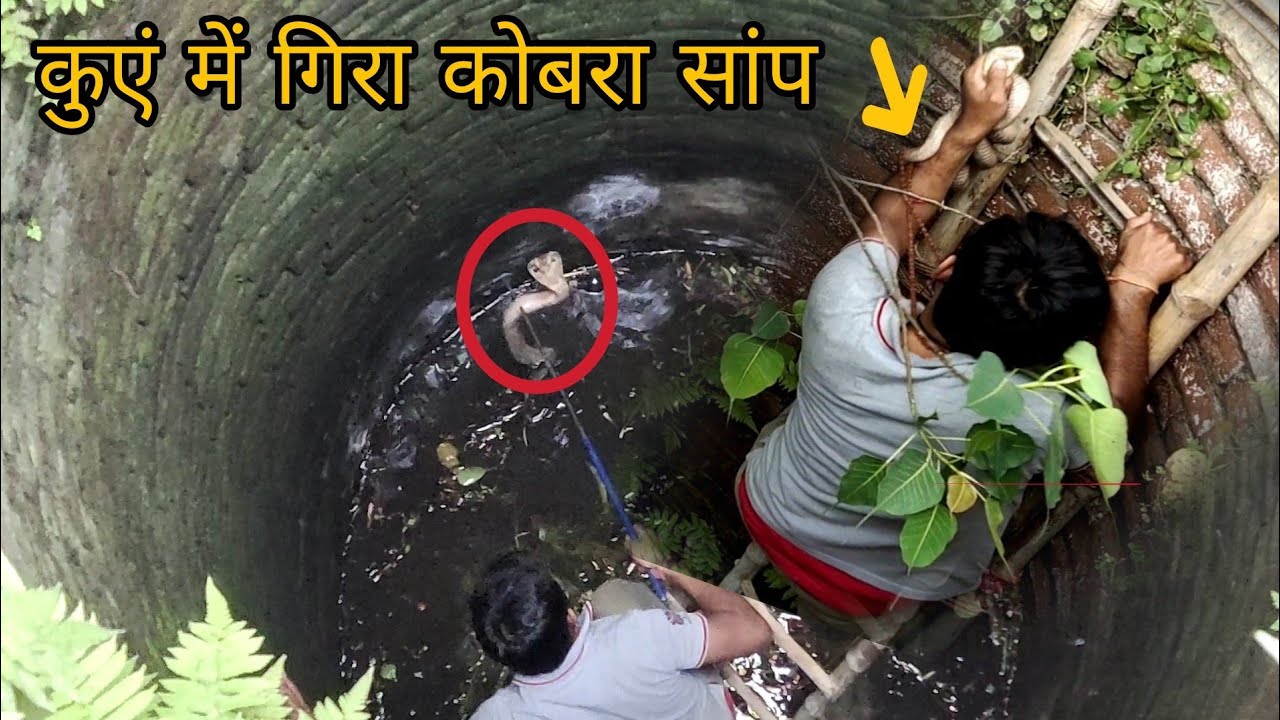 Dangerous Rescue Operation, Rescue indian cobra snake in the well from ...