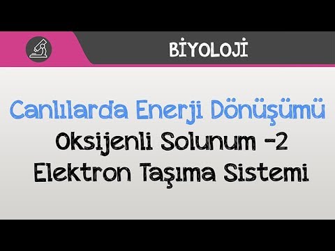 Canlılarda Enerji Dönüşümü - Oksijenli Solunum -2 / Elektron Taşıma Sistemi