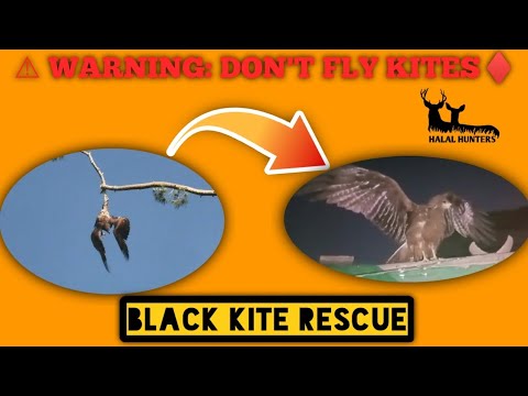 BLACK KITE RESCUE | BIG BIRD STUCK ON TREE | BIG EAGLE RESCUE ...