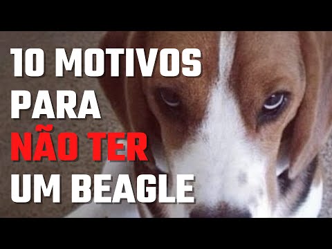 10 motivos para NÃO TER um BEAGLE [ATENÇÃO]