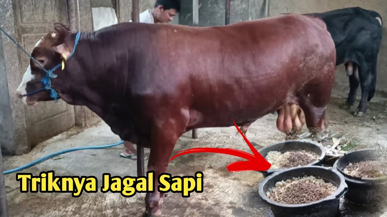 Ternyata seperti ini trik jagal menyombor sapi - YouTube