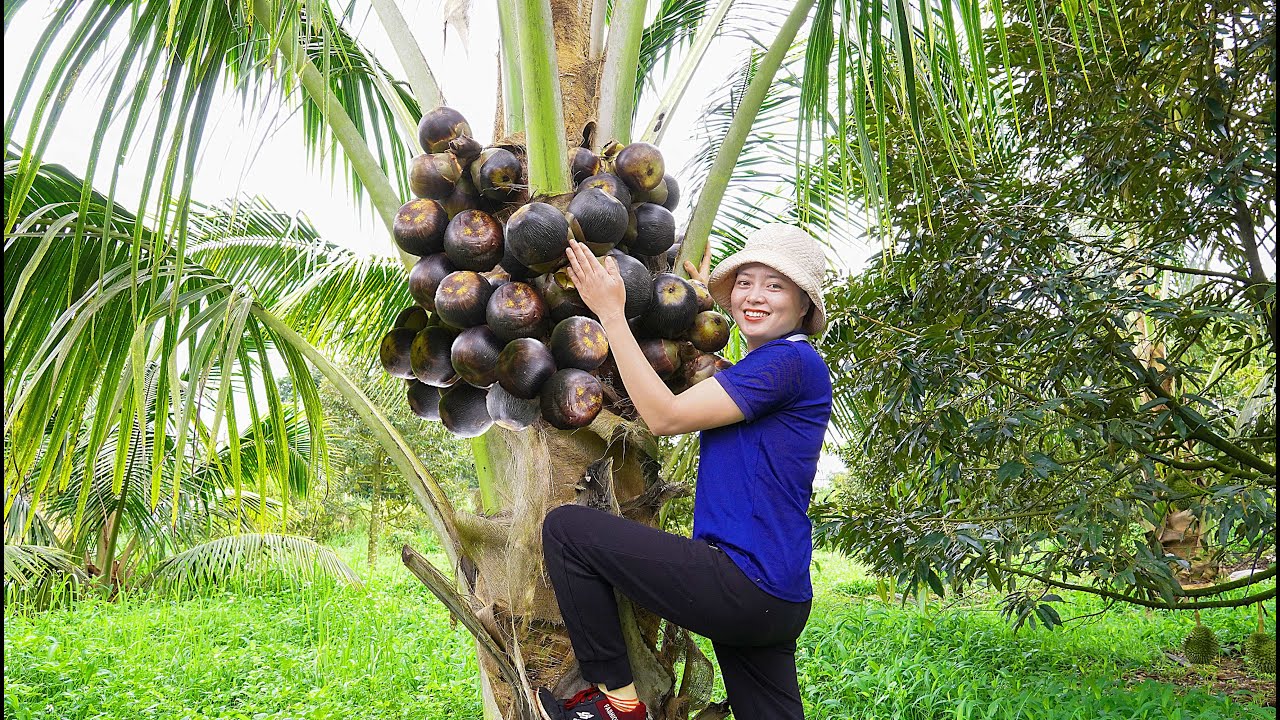 Harvest PALM Sell at Village Market Making TODDY PALM SWEET SOUP Lucia ...