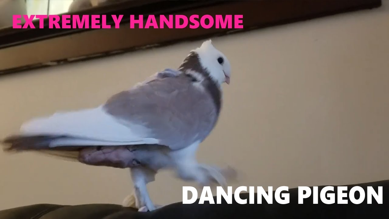 Cute Dancing Pet Pigeon - YouTube