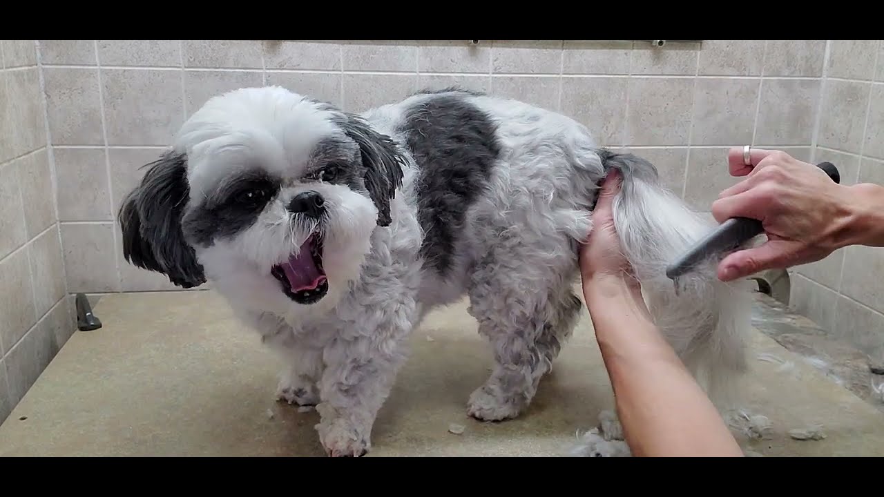 What Is A Full Groom For Dogs