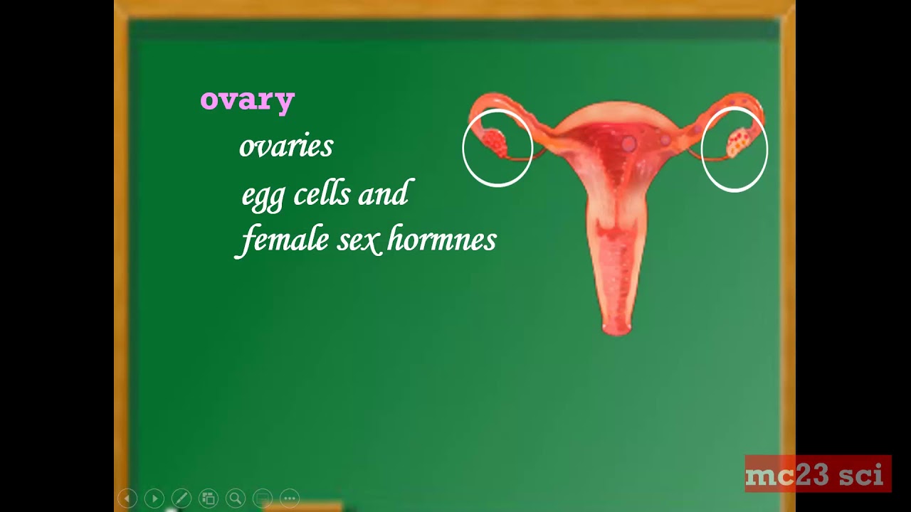 Parts of Female Reproductive System and its Functions (2nd Quarter ...
