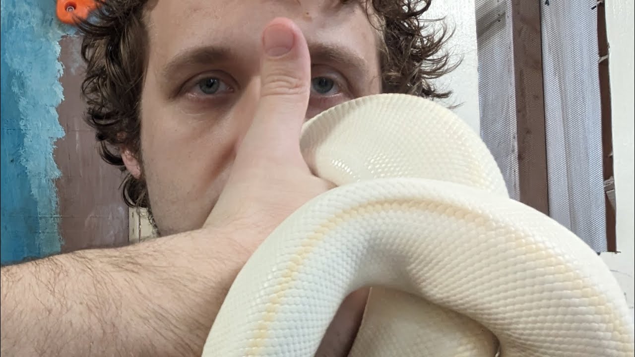 Time to Rate 5 Reptile Rules of Thumb! - YouTube