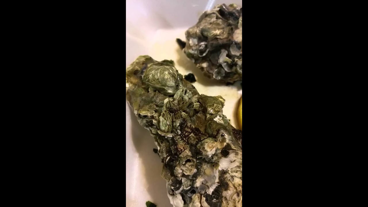 Fresh oysters with babies and barnacles on it - YouTube