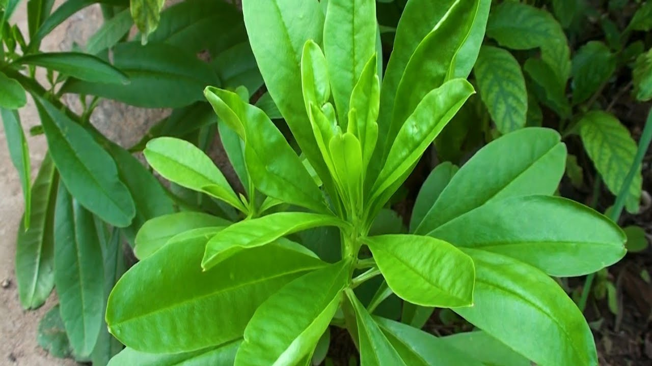 Talinum fruticosum Ceylon spinach - YouTube