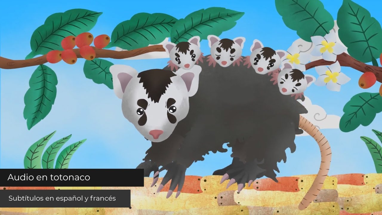 Cuento animado en totonaco "El Tlacuache" (audio en totonaco ...