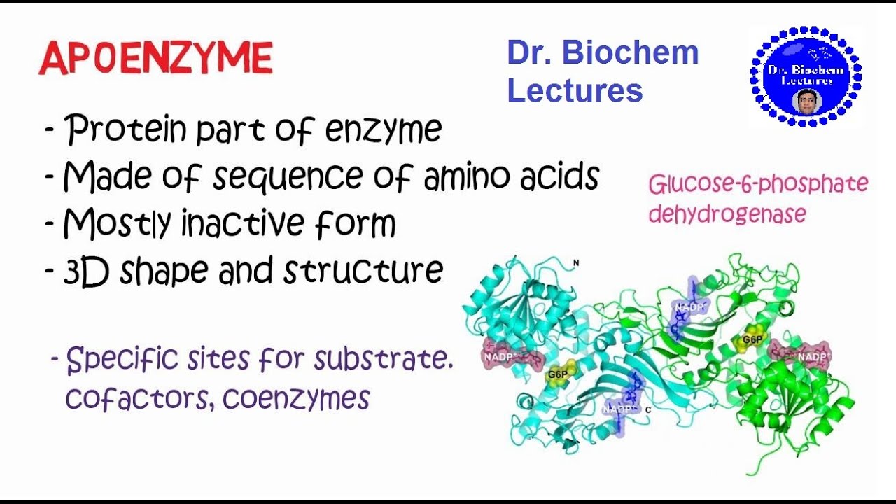 Enzymes: Structure and Properties - YouTube