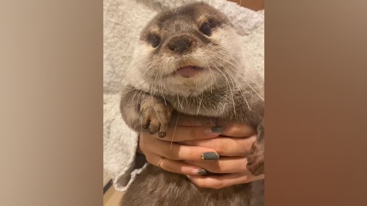 Otter Qoo~Mommy! put me down! let me eat my food 😋🦦😂|OtterNoise| Cute ...