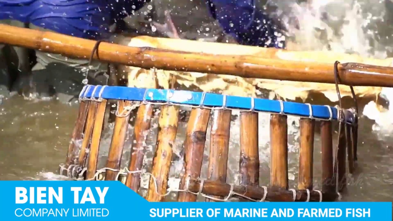 Pangasius / Basa - Vietnam fresh farmed fish - YouTube