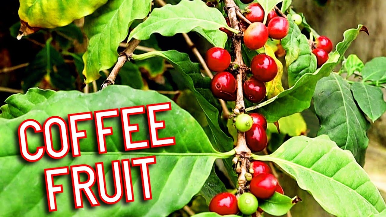 Coffee Cherries In Portugal (And Peacocks) - Weird Fruit Explorer - YouTube