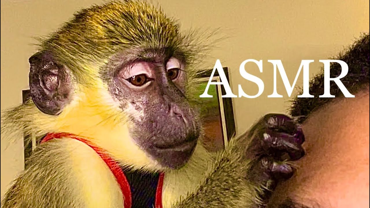 ASMR Monkey Grooming | Nature Original ASMR, Relax, Satisfying, Sleep ...