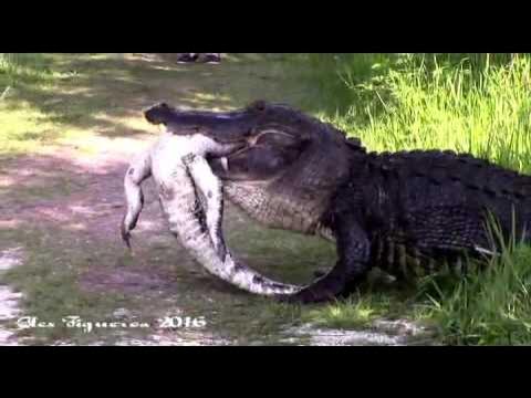 Huge Alligator Devours Smaller Alligator - YouTube