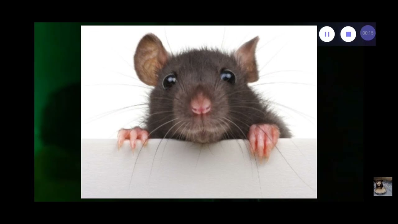 seven foot rats - YouTube